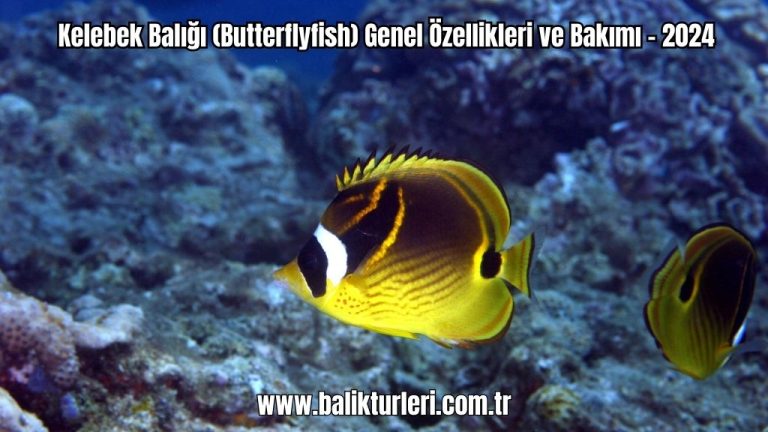 Kelebek Balığı (Butterflyfish) Genel Özellikleri Ve Bakımı - 2024 ...